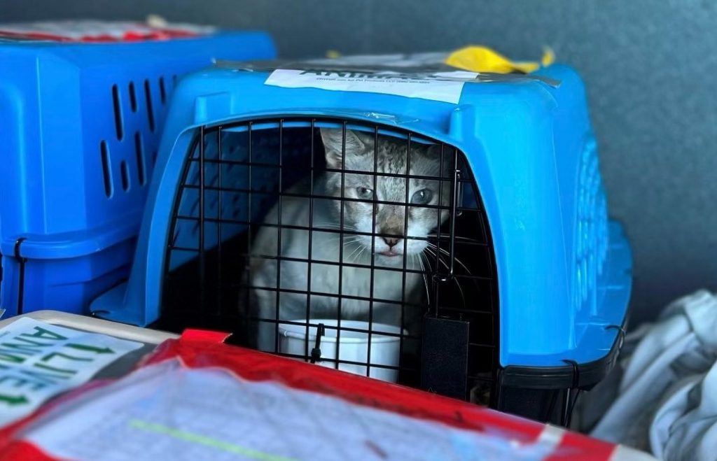 Massachusetts organizations rescue dozens more homeless cats from ...