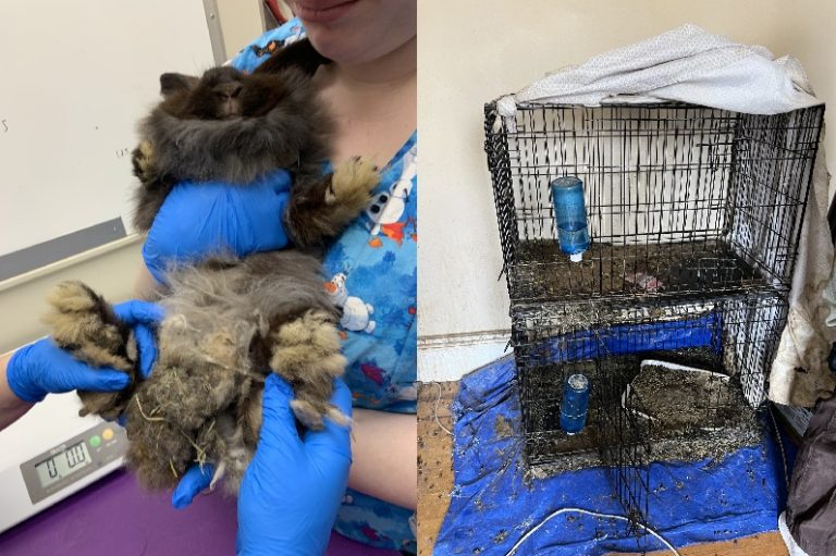 RISPCA seize 20 rabbits due to unsuitable living conditions; looking ...